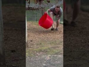 Chicken Catastrophe: My Viral Farm Fiasco – FORNEWSIT