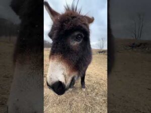 Donut Day Disaster: When the Wind Blew Away My Fun – FORNEWSIT