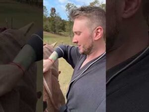 From Clucking Chickens to Counter-Surfing Goats: My Hilariously Chaotic ...